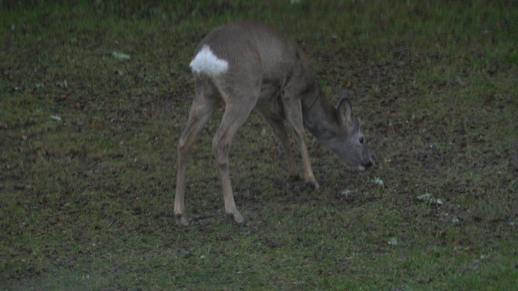 Latvijas valsts meži - 2024. gada dzīvnieks – stirna (1. daļa)