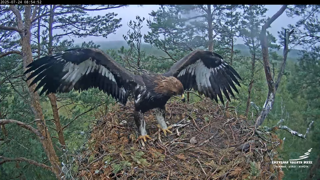Latvijas valsts meži - Jaunais klinšu ērglis uzsāk dzīvi ārpus ligzdas